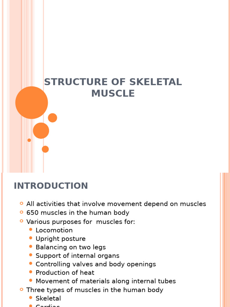 Structureof Skeletal Muscle | PDF | Muscle Contraction | Actin