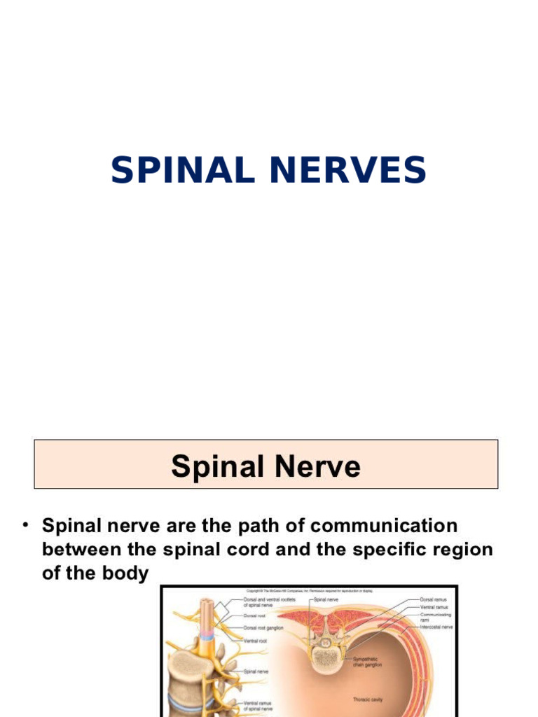 Spinal nerves | PDF