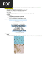 Atlas URINALISE | PDF