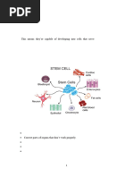 Stem Cell Project | PDF | Stem Cell | Cell Potency