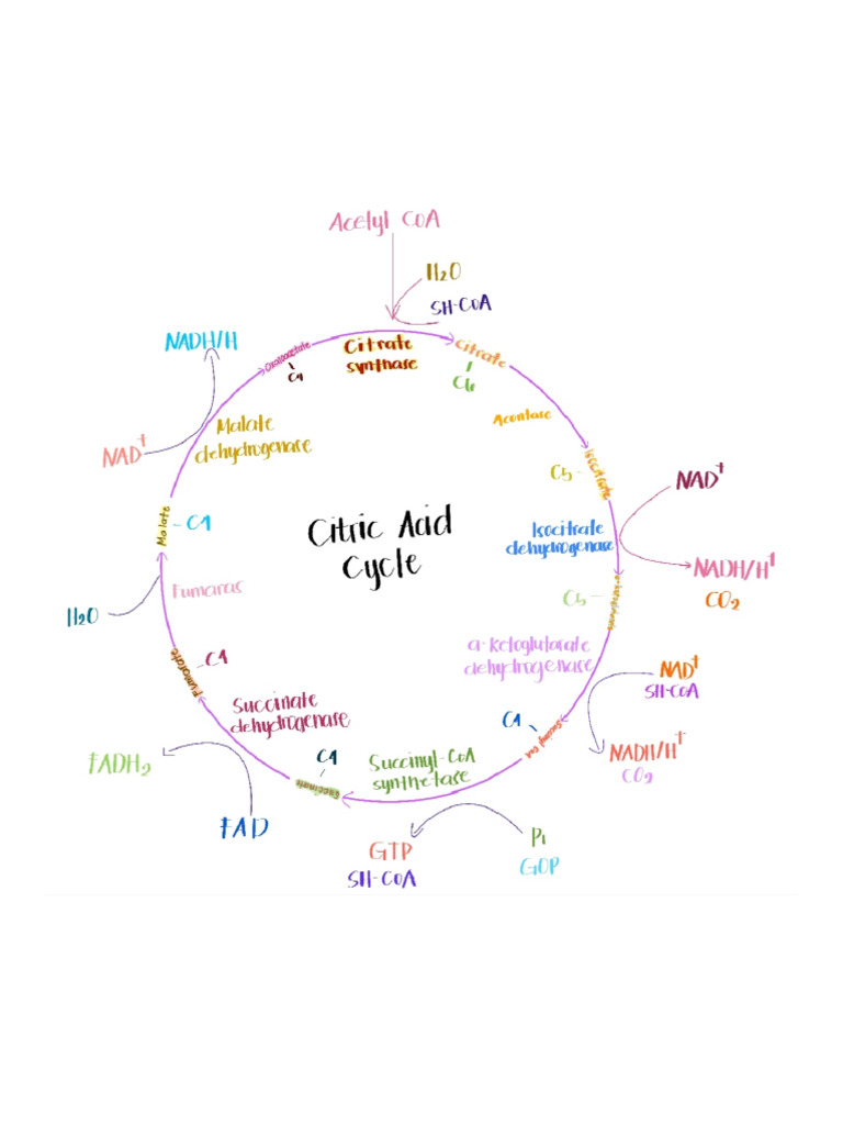 1 Kreb's Cycle and ETC | PDF