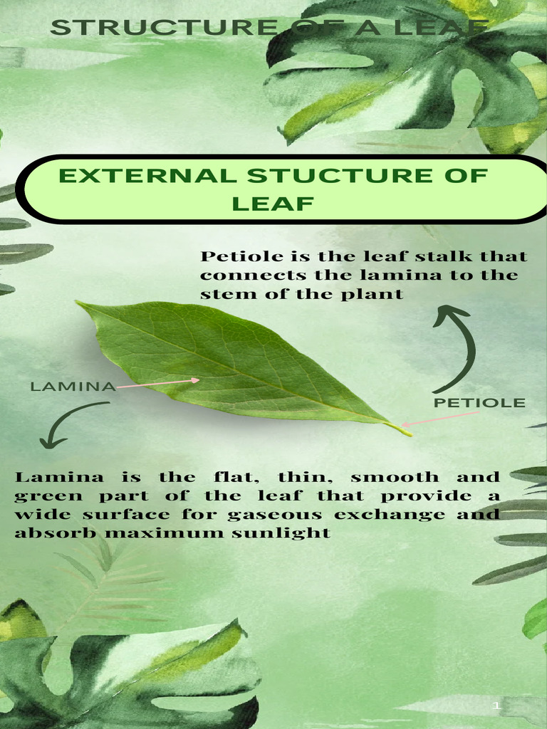 Leaf Structure Overview | PDF