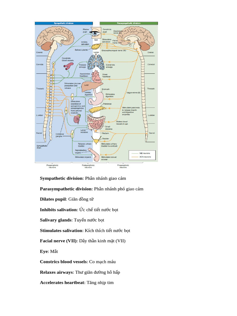 Fight or Flight Response | PDF