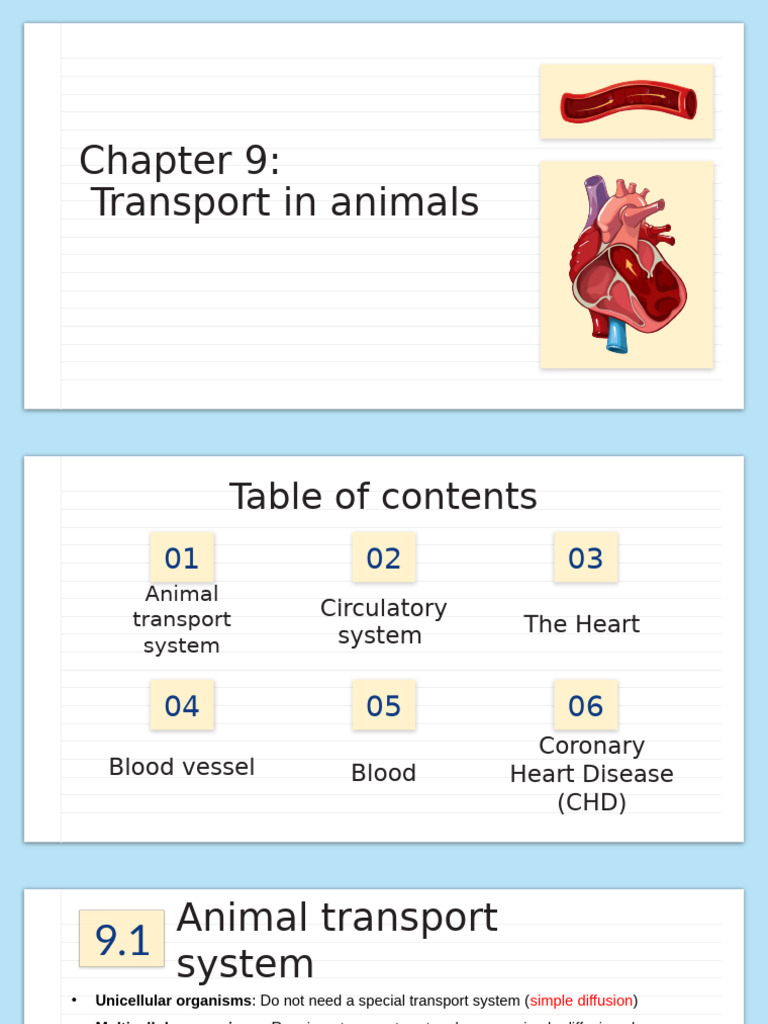 Animal Circulatory System Overview | PDF | Circulatory System | Heart Valve