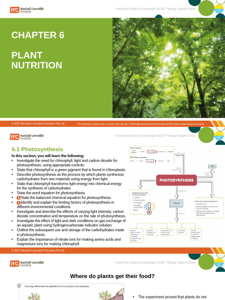 Photosynthesis and Leaf Structure Overview | PDF | Leaf | Photosynthesis