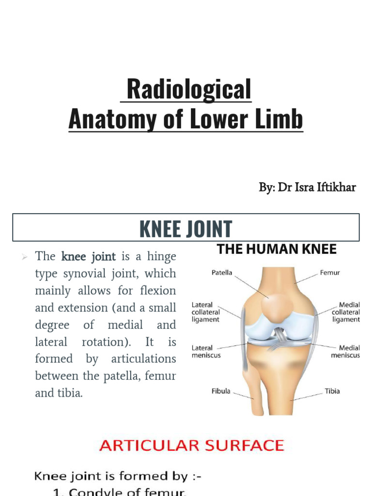 knee joint.. | PDF