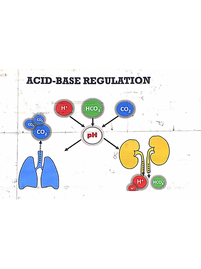 Acid Base Disorders | PDF