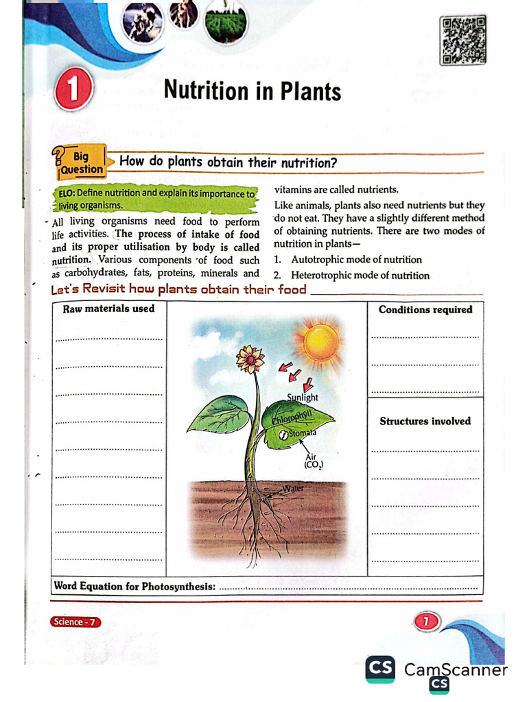 Lesson 1 - Nutrition in Plants | PDF
