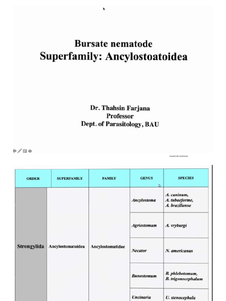 Para (Ancylostomatoidea) | PDF
