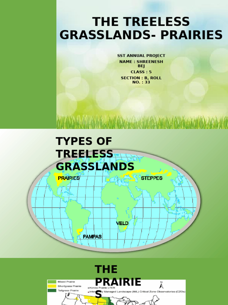Overview of Prairies and Their Ecosystem | PDF | Prairie | Grassland