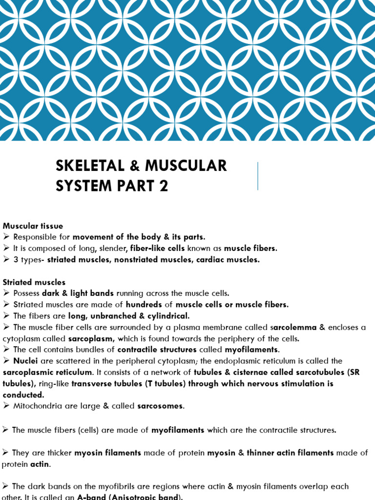 Overview of Muscular Tissue Types | PDF | Muscle | Muscle Contraction