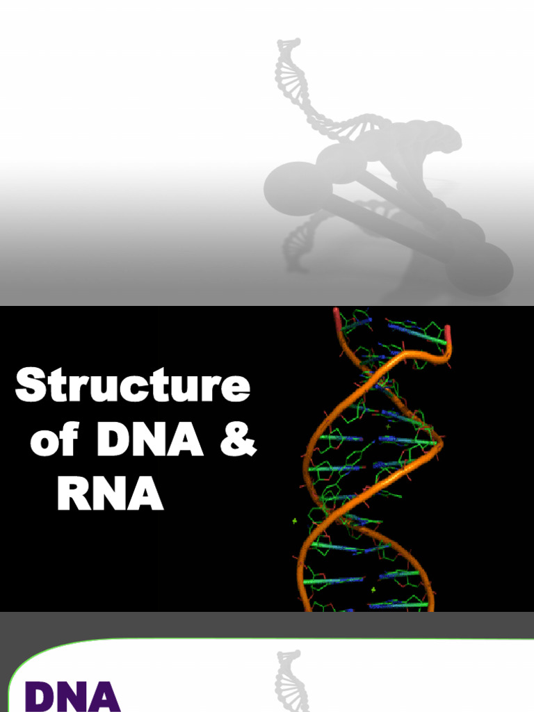 Activity 1 Comparison of DNA RNA | PDF