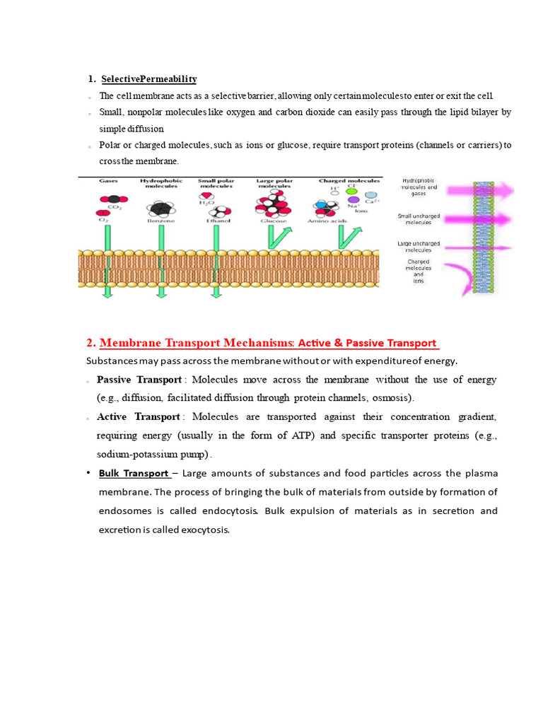 Ultrastructure of Cell Membrane Second Notes | PDF