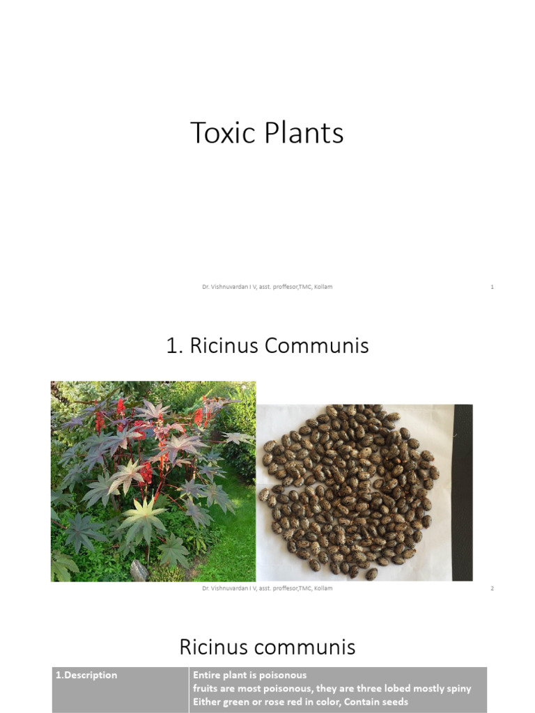 Toxic Plants: Identification and Effects | PDF | Medical Specialties