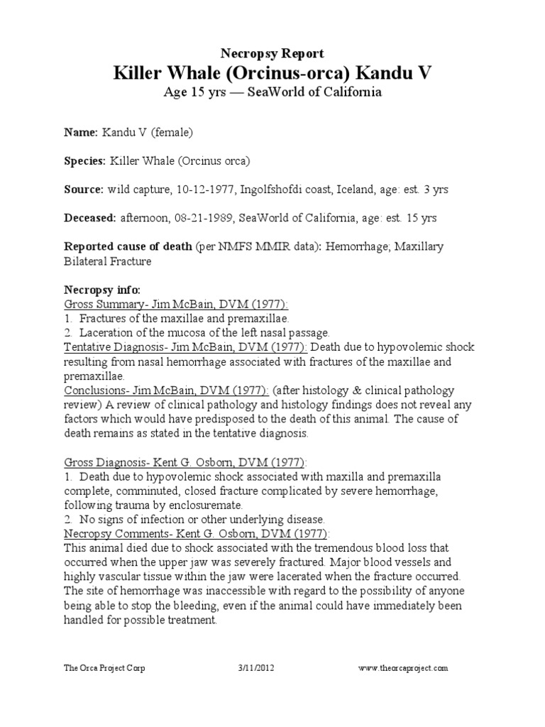 Necropsy - Killer Whale Kandu V | PDF | Animal Anatomy | Anatomy