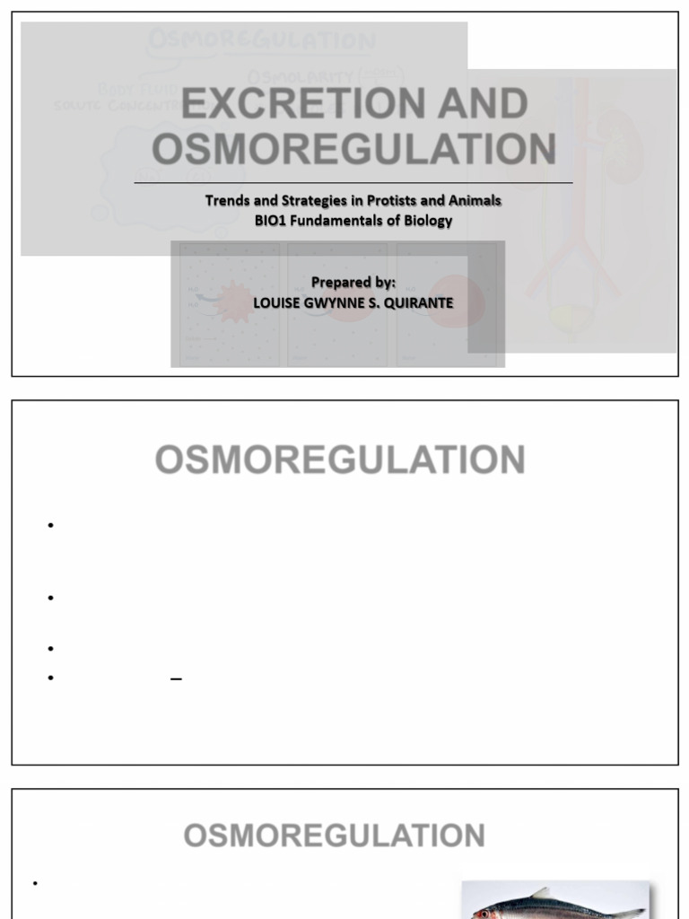 EXCRETION AND OSMOREGULATION | PDF | Kidney | Excretion