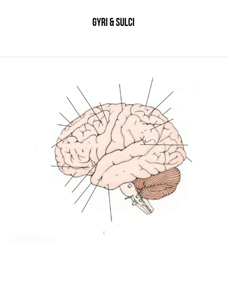 Gyri & Sulci | PDF