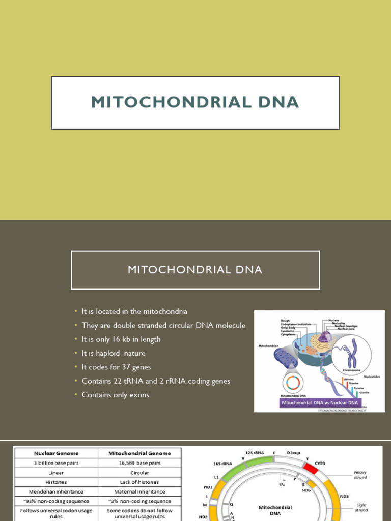 Mitochondrial Dna | PDF