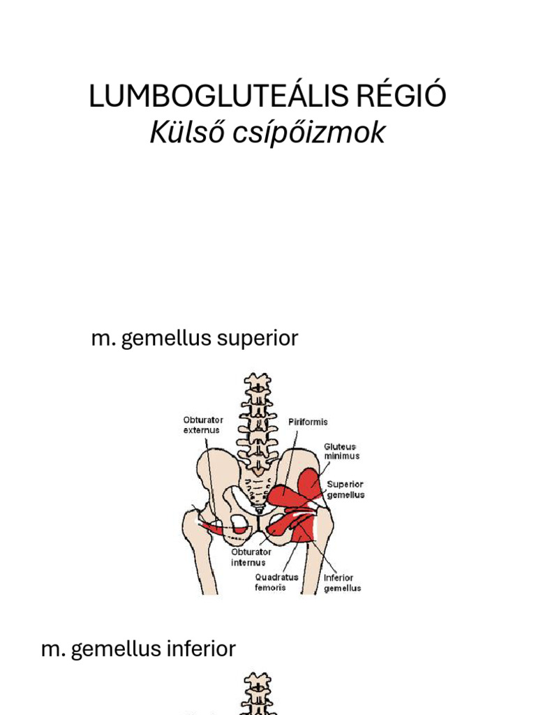 Lumboglutealis Régió Izmai | PDF