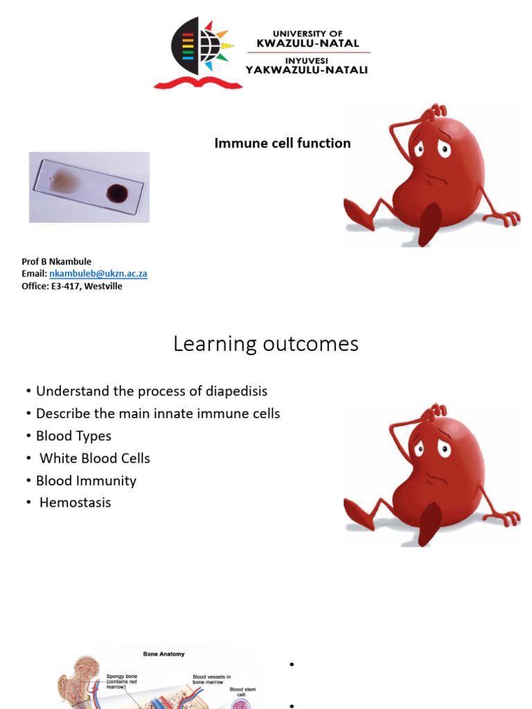 Immune Cell Functions and Types Explained | PDF | White Blood Cell ...