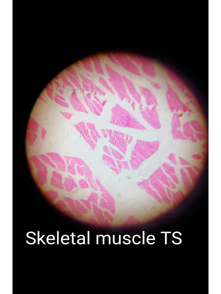 Histo Slides For First Internals | PDF