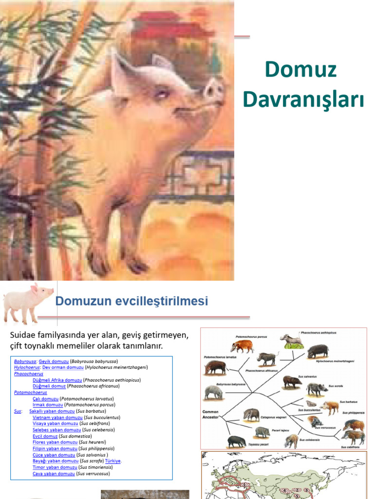 Domuz Davranışları 2024 | PDF