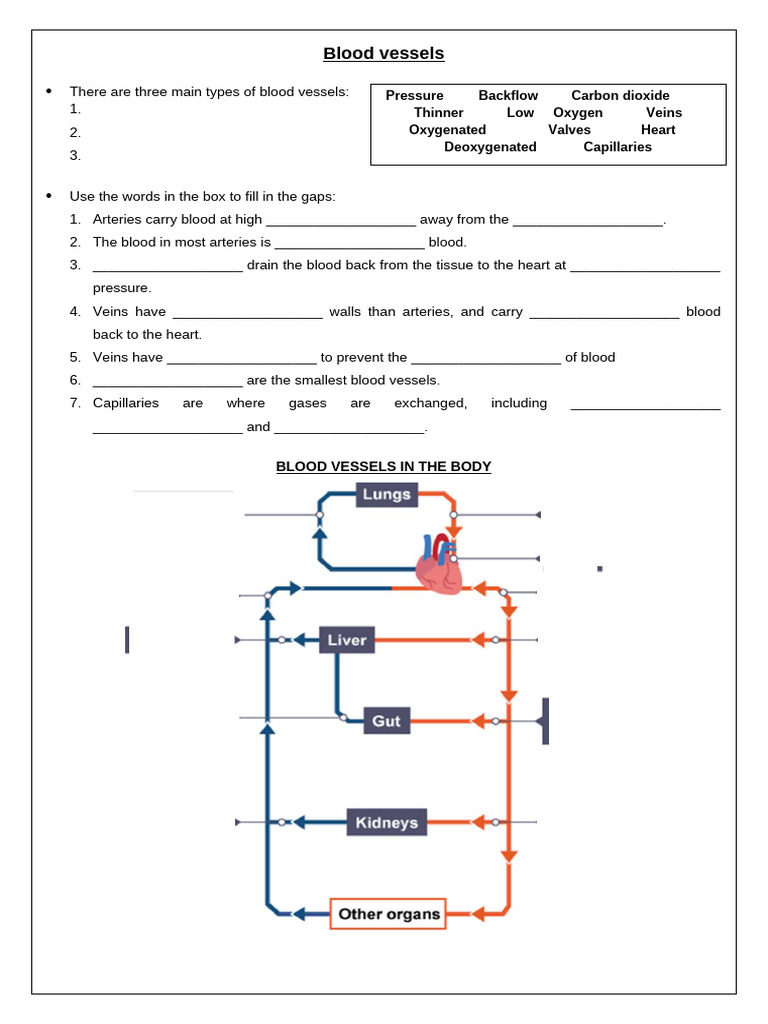 Blood Vessels | PDF