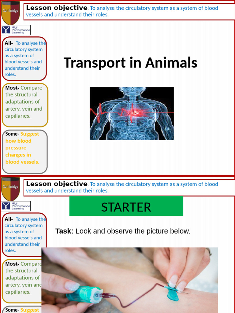 Animal Transport - Blood Vessels | PDF | Artery | Circulatory System