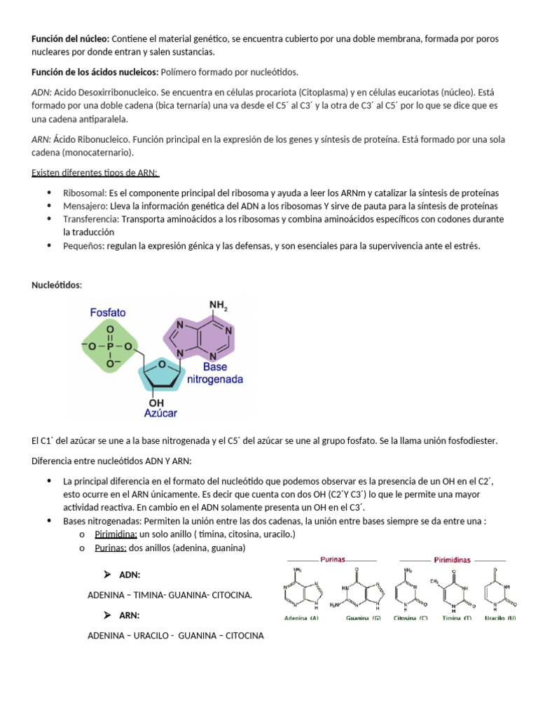 Replicación Transcripción y Traducción Del ADN - ARN | PDF | Rna | Adn