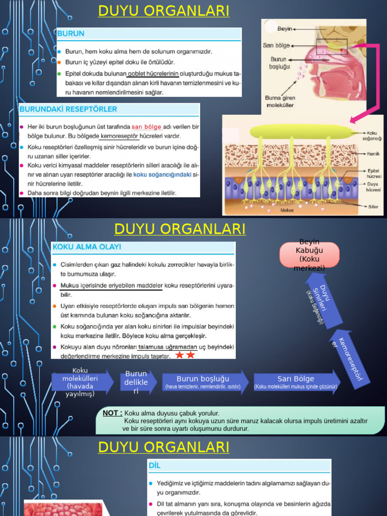Duyu Organları Burun, Dil, Deri | PDF