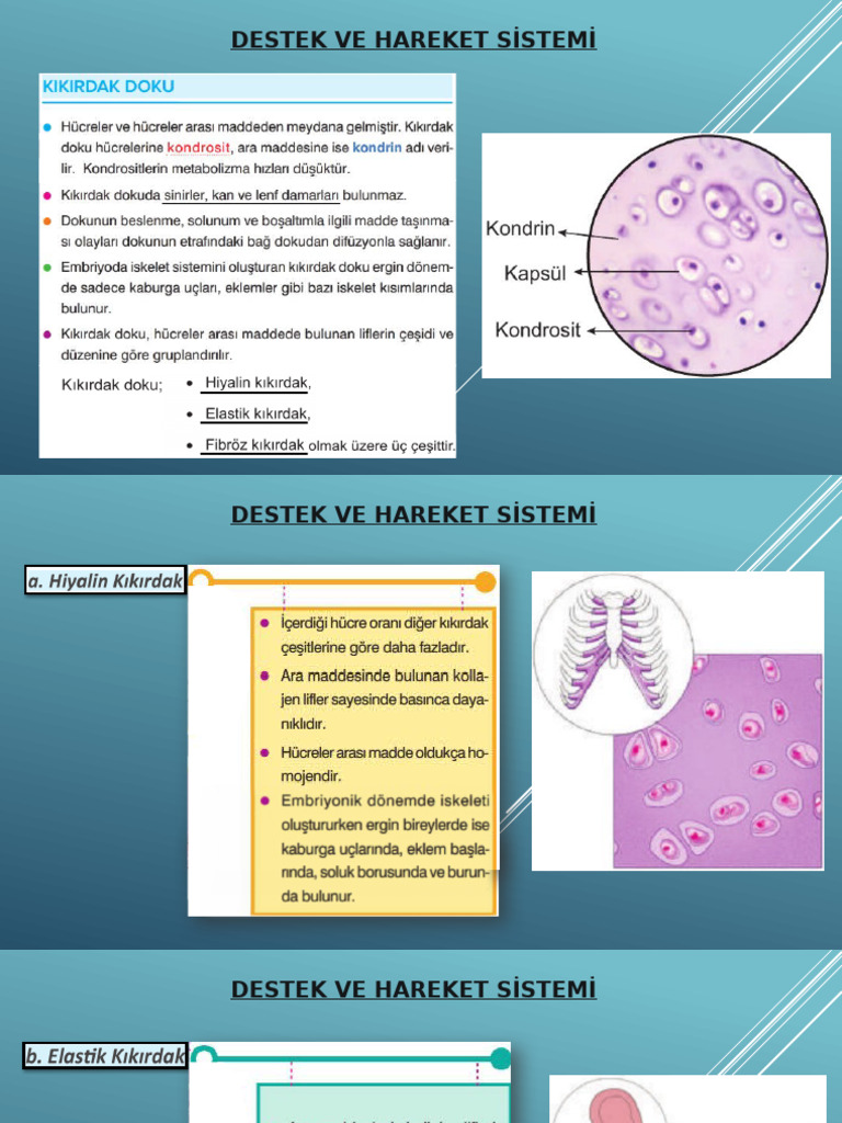 Kıkırdak Doku Ve Eklemler | PDF