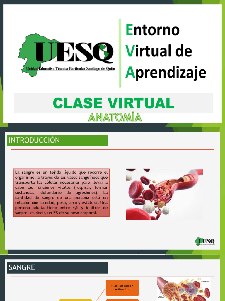 Diapos Semana 4 anatomía 2do bach | PDF | Sangre | Glóbulo rojo
