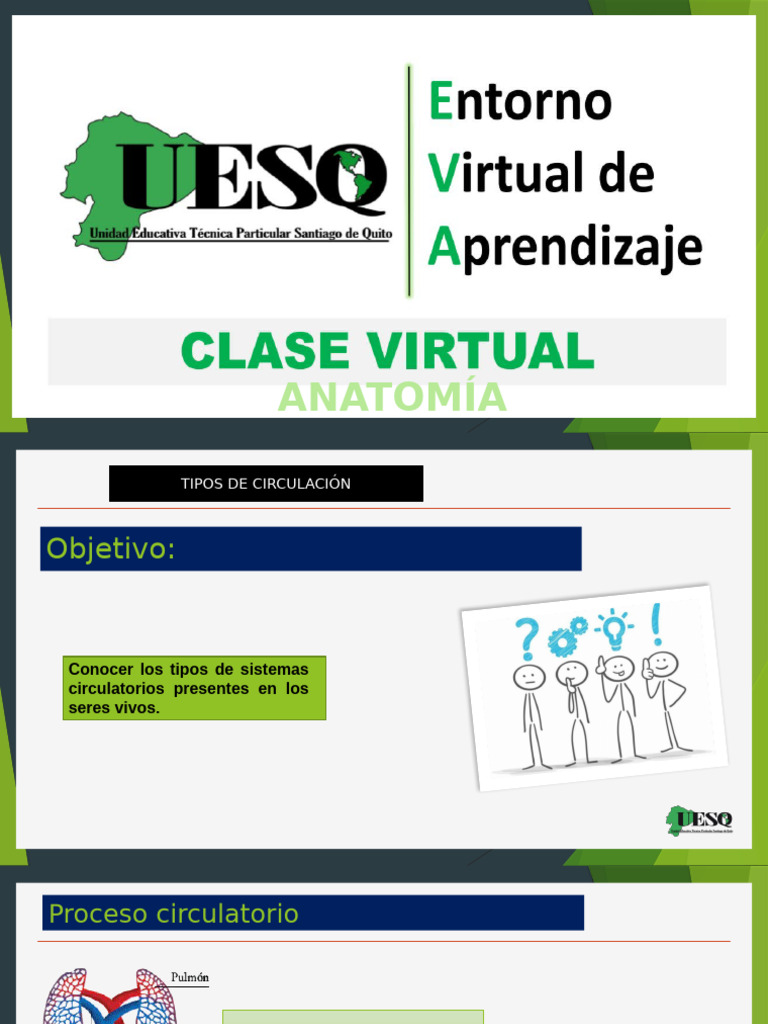 Diapos Semana 5 Anatomía 2do Bach | PDF | Sistema circulatorio | Corazón