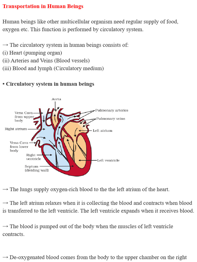 Transportation Notes Class 10 Bio CH 1 | PDF | Circulatory System | Blood