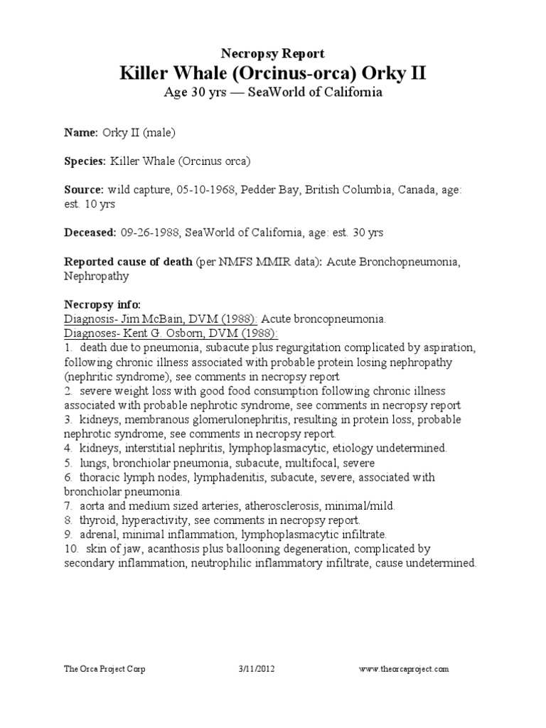 Orca Necropsy: Orky II's Health Report | PDF | Organ (Anatomy) | Anatomy