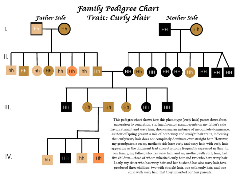 Curly Hair Inheritance Pedigree Chart | PDF