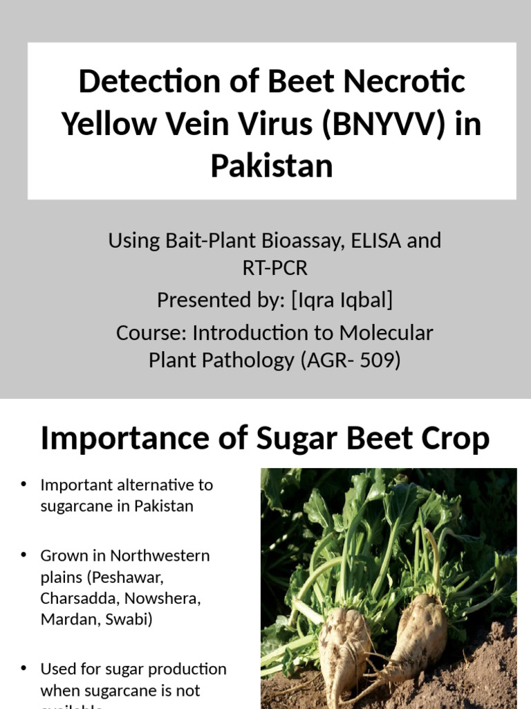 BNYVV Detection in Pakistan's Sugar Beets | PDF | Reverse Transcription Polymerase Chain ...