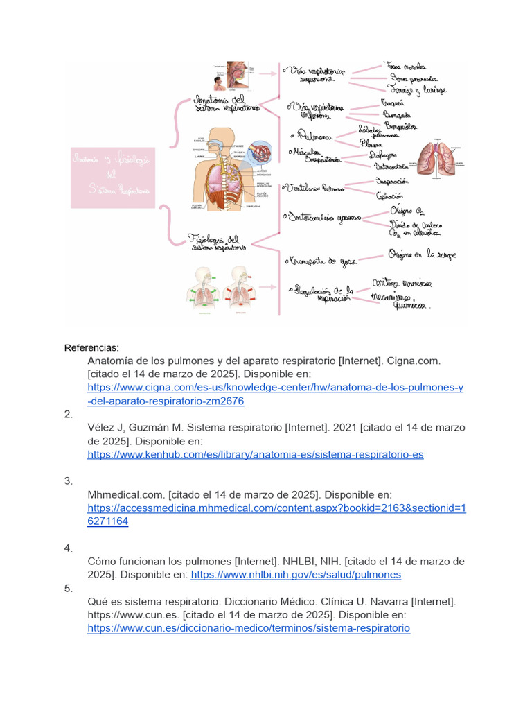 Actividad en Clase 1 - M2 Sistema Respiratorio | PDF