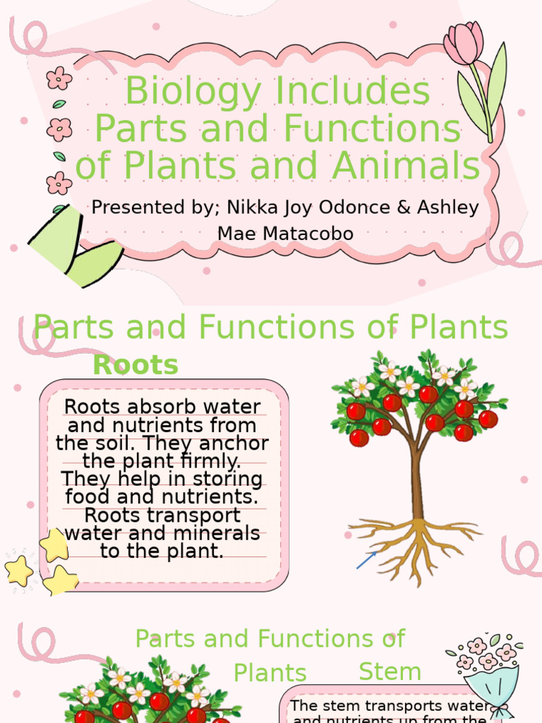 Plant and Animal Parts Explained | PDF | Leaf | Plants