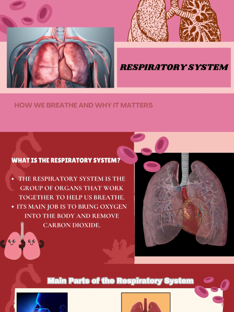 Group 3 Respiratory System Beed 1a | PDF