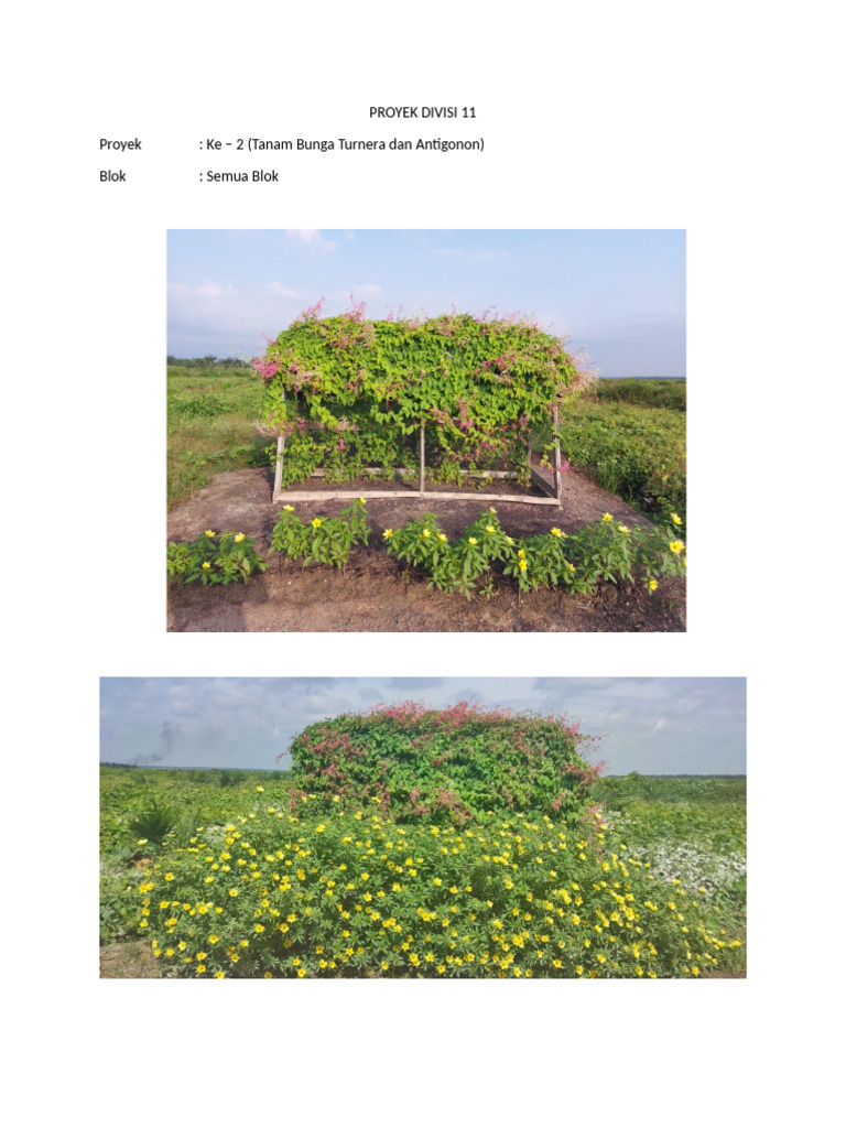 Proyek 2 (Tanam Bunga Turnera Dan Antigonon) - Salin | PDF