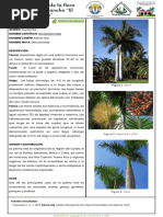 Características del Árbol Maculís | PDF | Plantas | Botánica