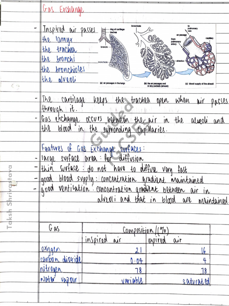 Unit 8 Gas Exchange and Respiration - 0654 Biology | PDF | Lung | Breathing