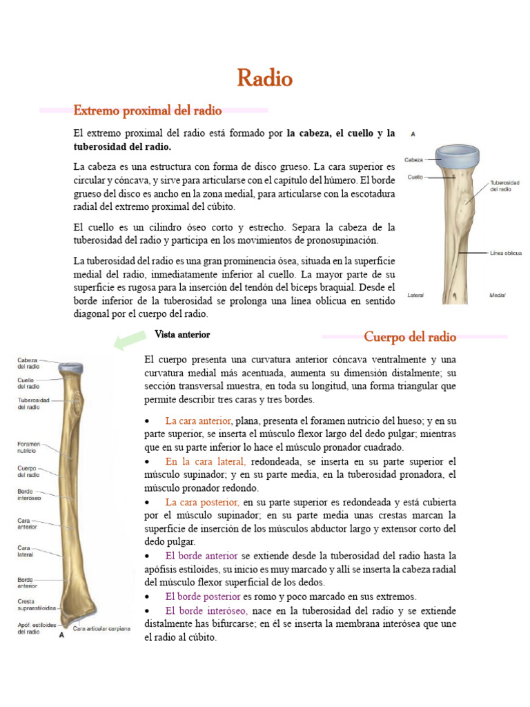 Anatomía del Radio: Estructura y Función | PDF | Mano | Sistema ...