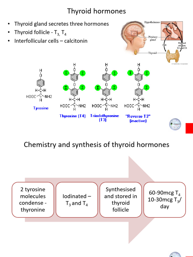 Thyroid Hormones: Synthesis and Functions | PDF | Thyroid | Hypothyroidism