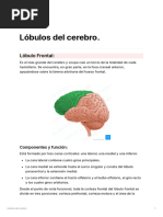 Lobulo de La Insula | PDF | Corteza Insular | Lóbulo temporal