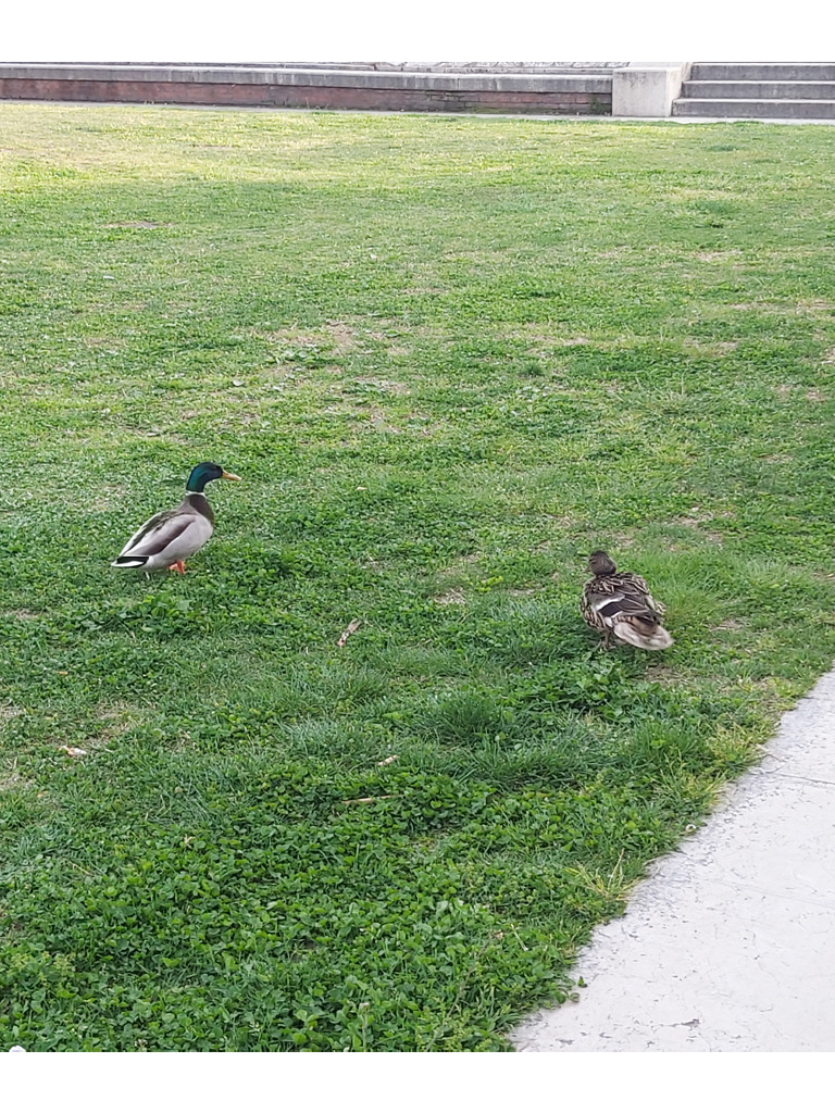 Ducks On Grass | PDF