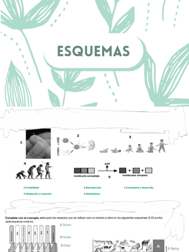 Esquemas | PDF