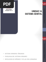 Anatomía del Cuerpo de Highmore | PDF | Testículo | Próstata