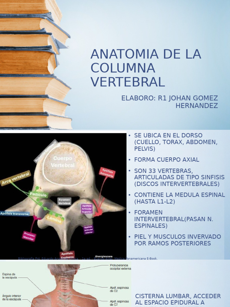 Anatomía de la Columna Vertebral | PDF | Vértebra | La columna vertebral